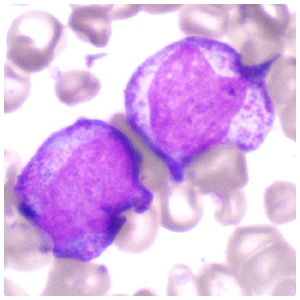 @Nãotemmaisfim@: Promielócitos